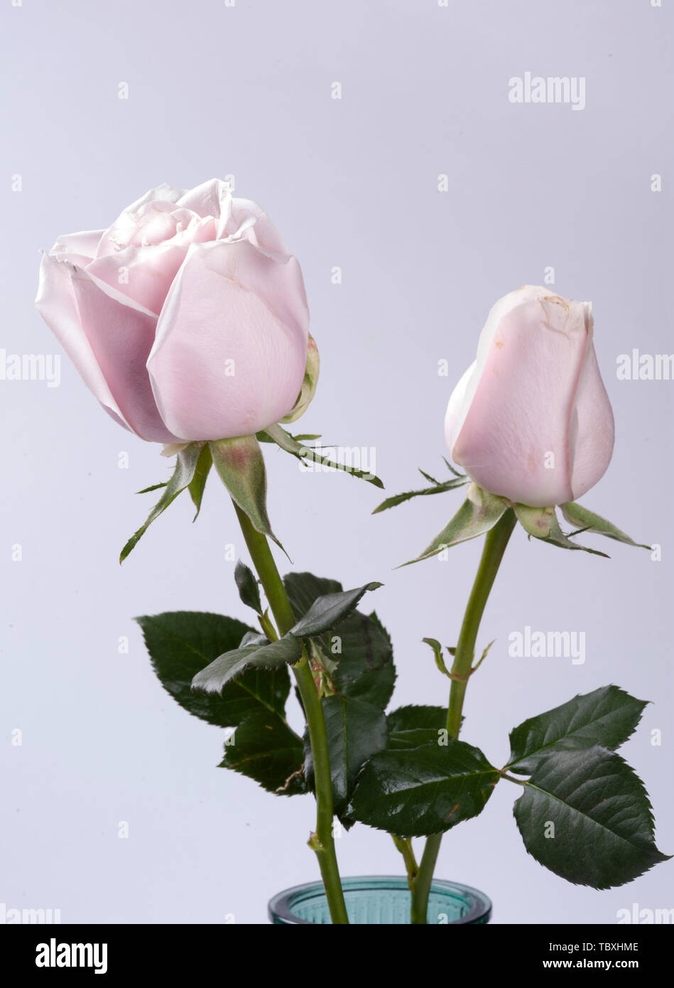 Pink Snow Mountain Rose Stock Photo - Alamy