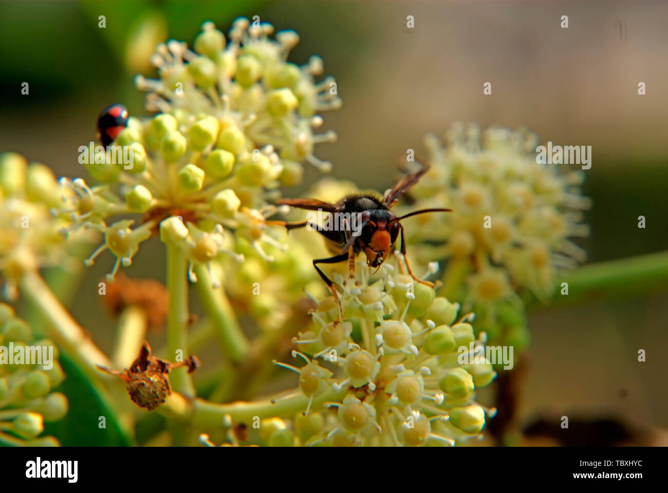 Insects no one has no crest vertebrates hi-res stock photography and ...