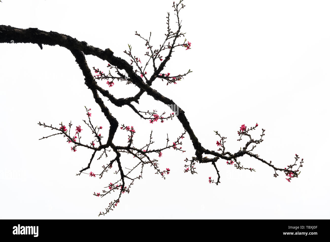 Peach flowers in bloom Cut Out Stock Images & Pictures - Alamy