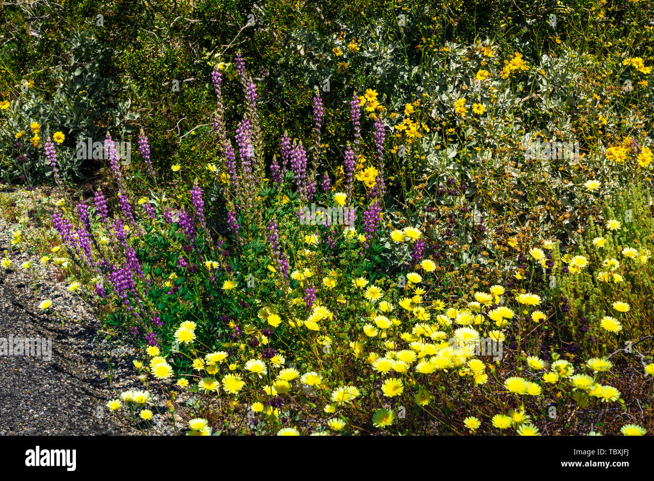 Spring wildflowers blooming in Joshua Tree National Park, California ...
