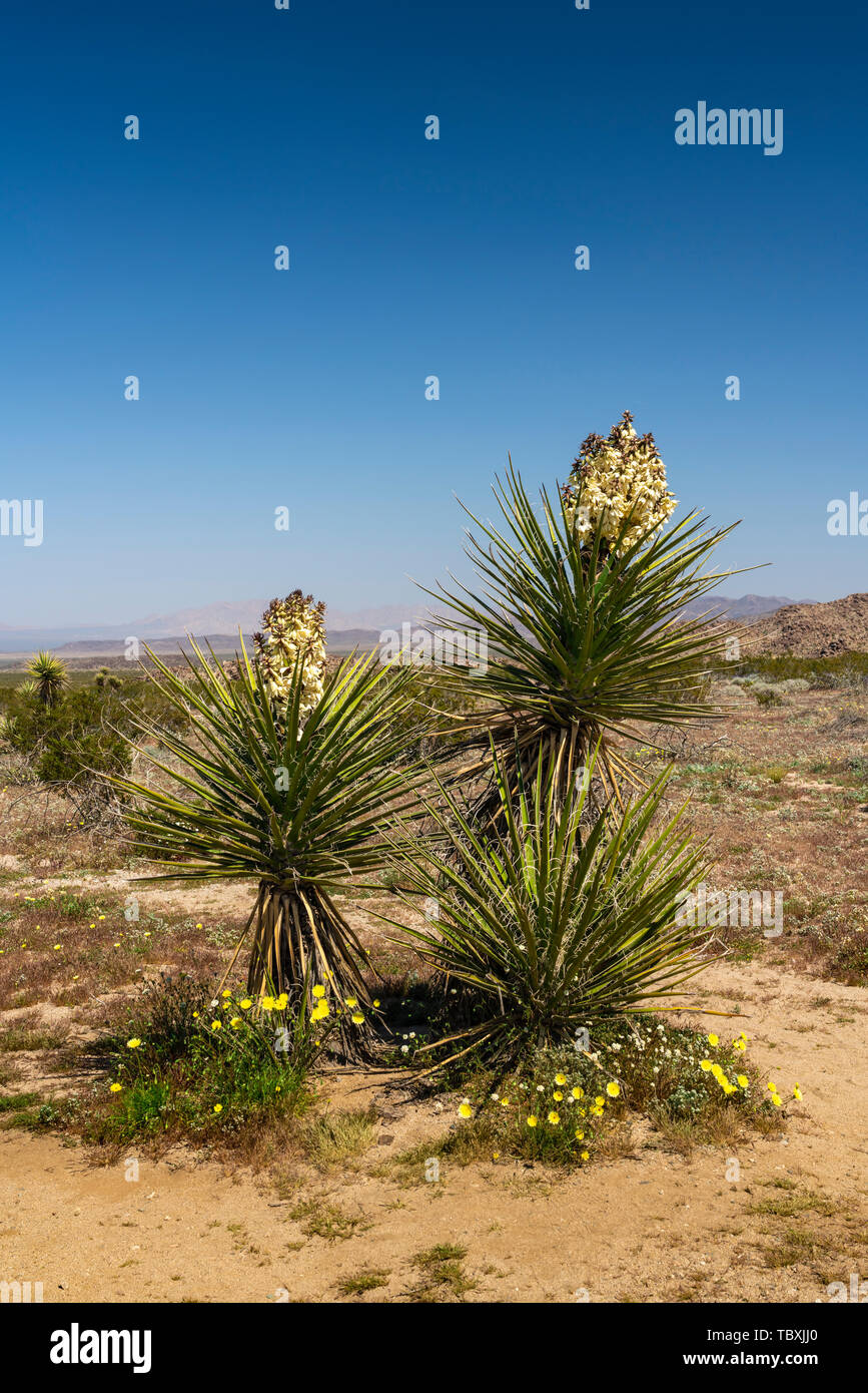 Yucca tree hi-res stock photography and images - Alamy