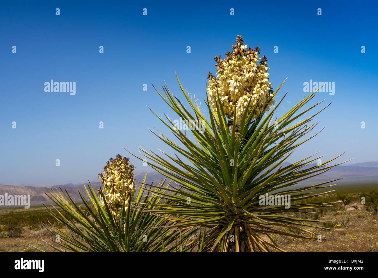 Yucca tree hi-res stock photography and images - Alamy