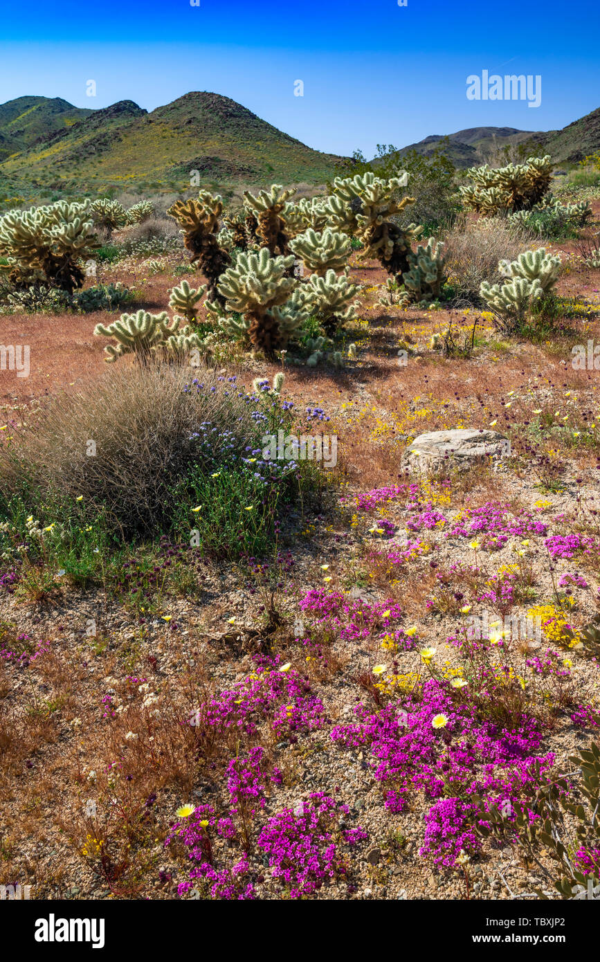 Cholla cactus garden in Joshua Tree National Park, California, USA ...