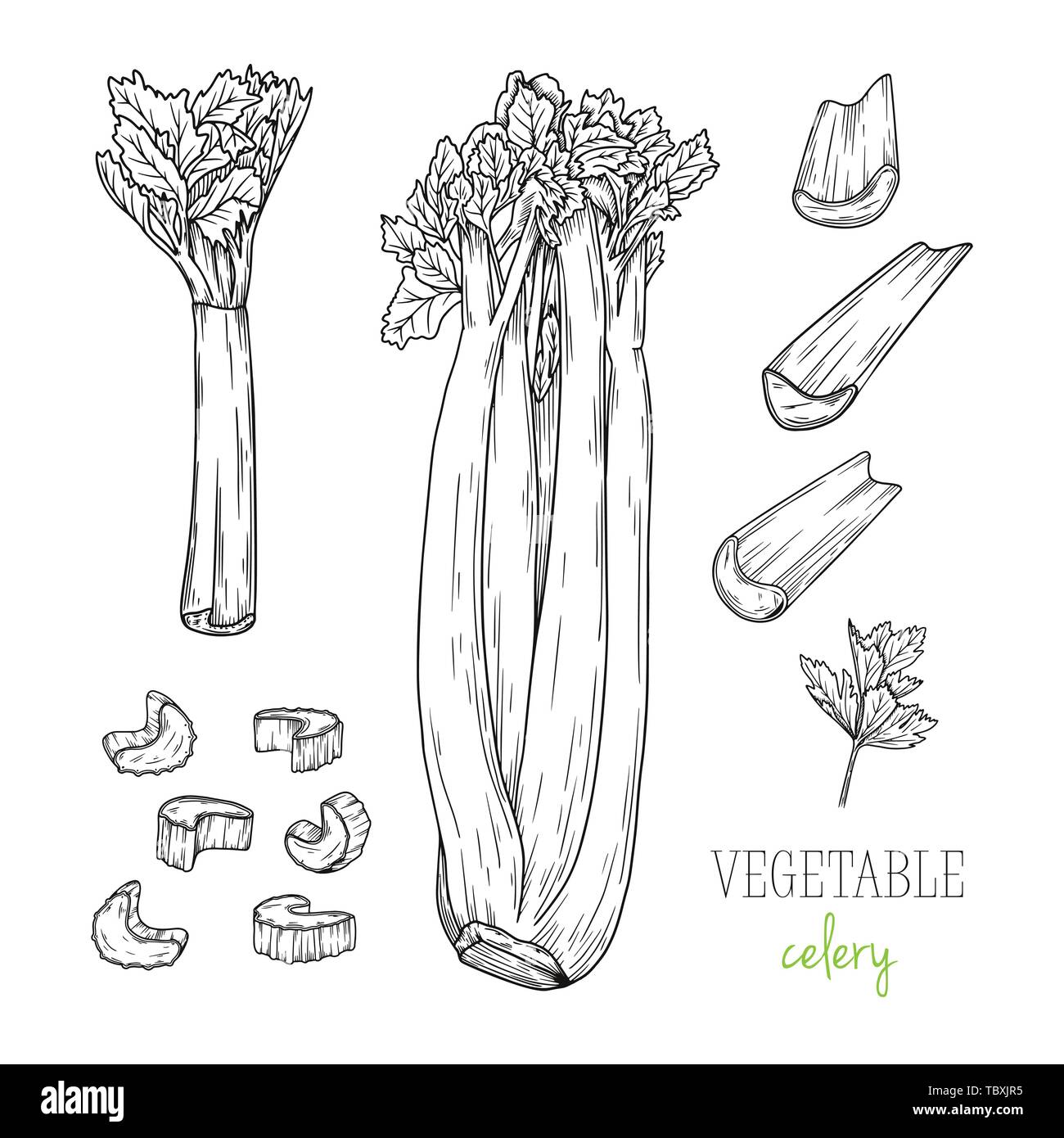 Celery Drawing