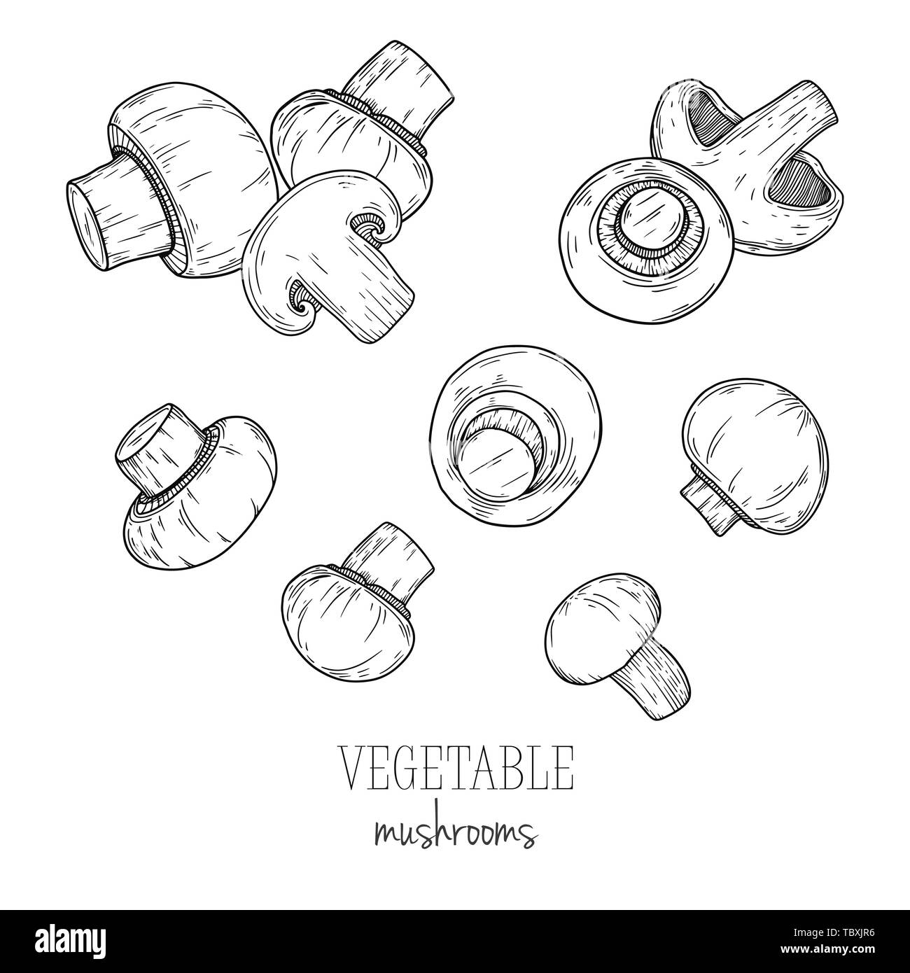 Mushroom, champignon isolated on white background. Vector illustration ...
