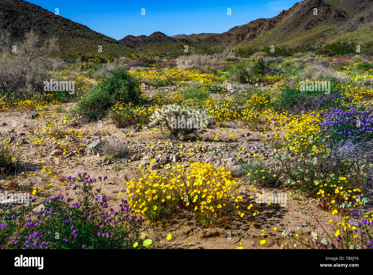 Spring wildflowers blooming in Joshua Tree National Park, California ...