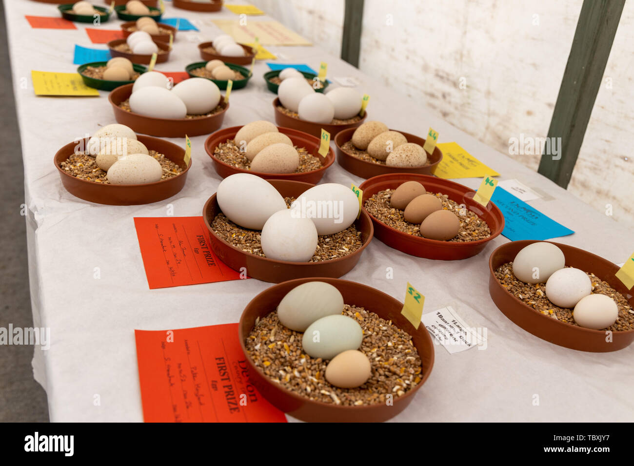 Prize winning eggs at the Devon County Show Stock Photo - Alamy
