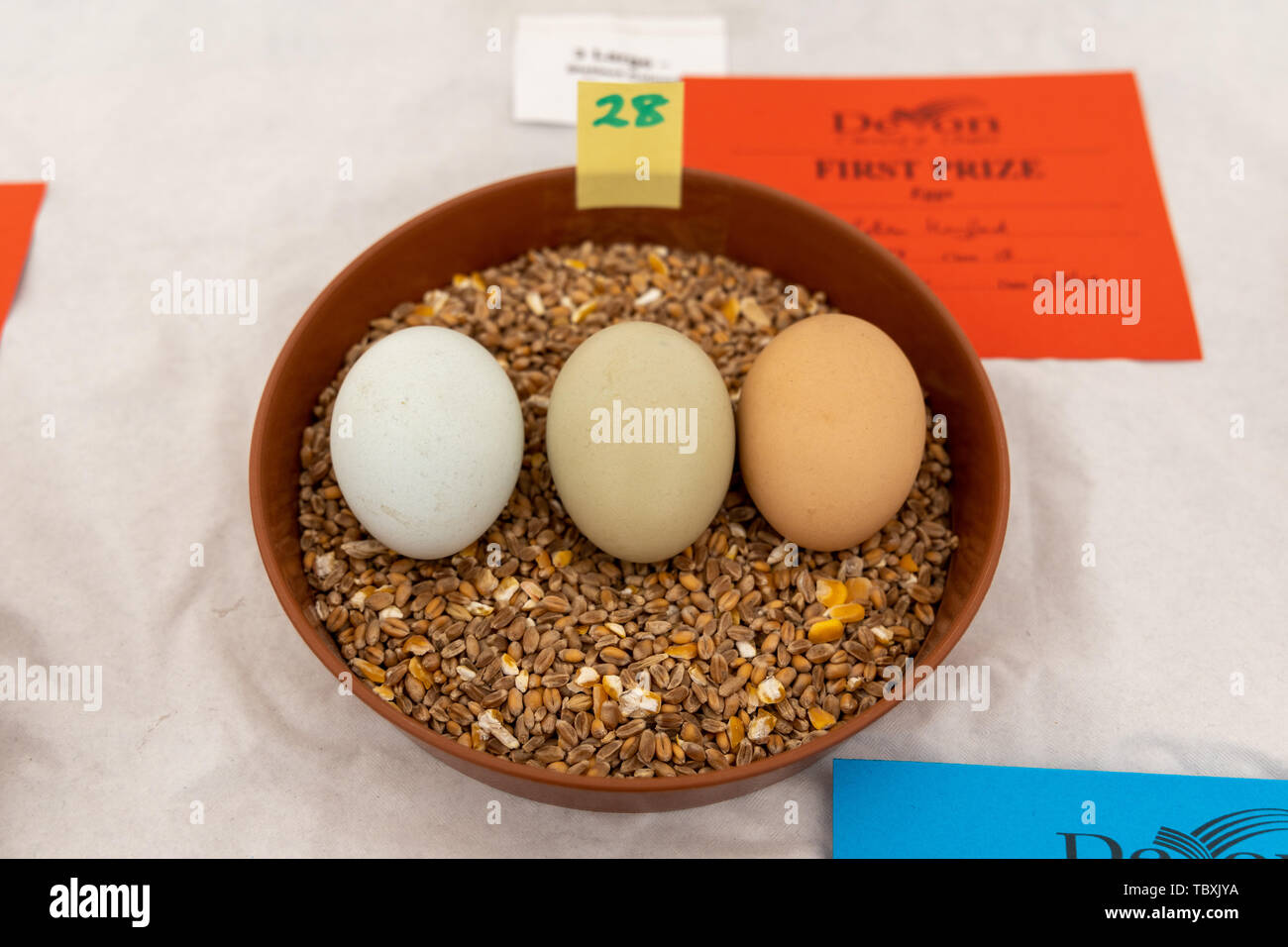 Prize winning eggs at the Devon County Show Stock Photo - Alamy