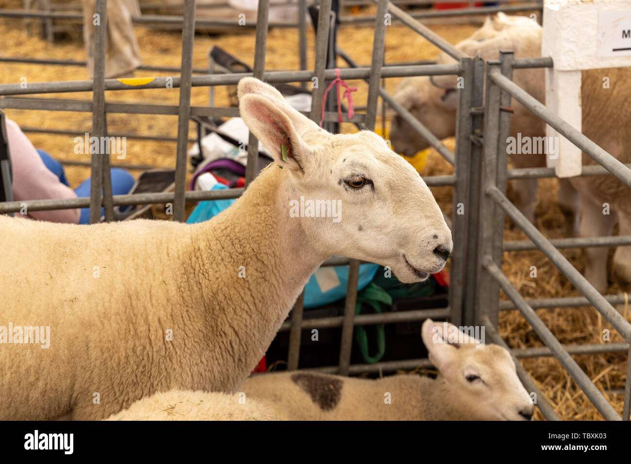 Sheep at the Devon County Show Stock Photo - Alamy