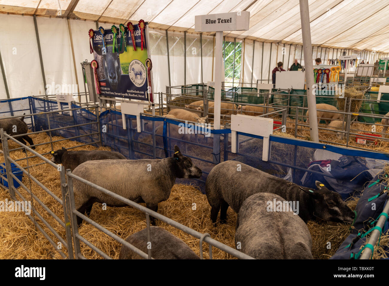Award Winning Blue Texel sheep at the Devon County Show Stock Photo - Alamy