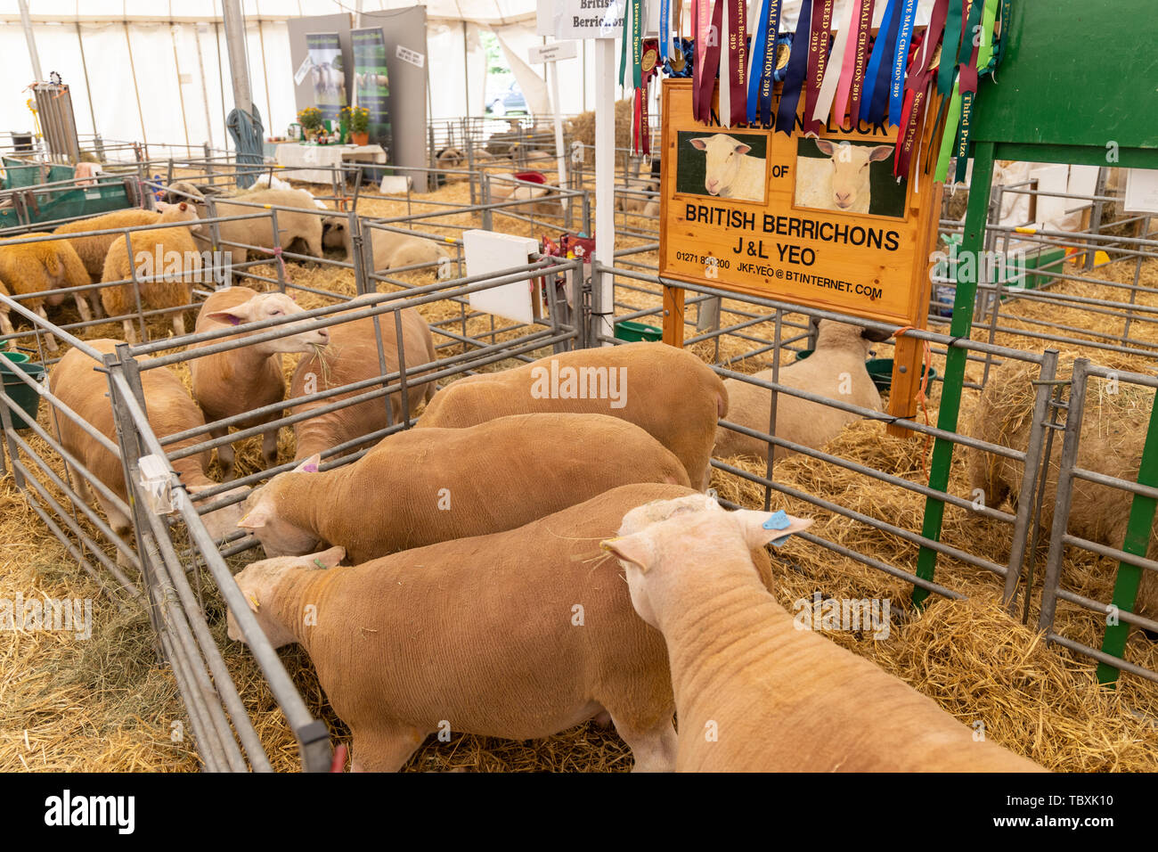 British berrichon hi-res stock photography and images - Alamy