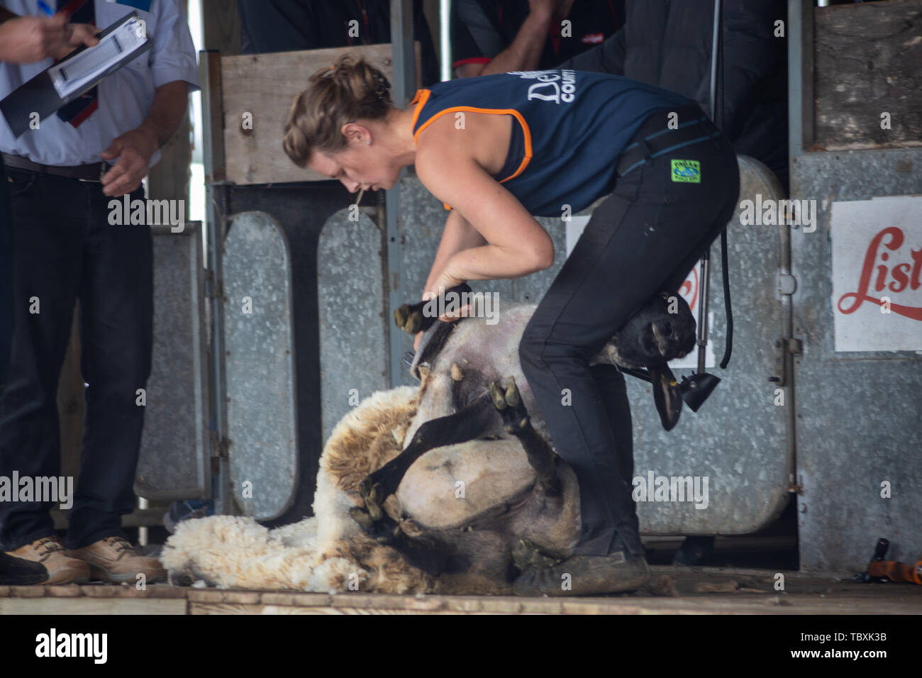 Sheep Shearing competition at the Devon County Show Stock Photo - Alamy
