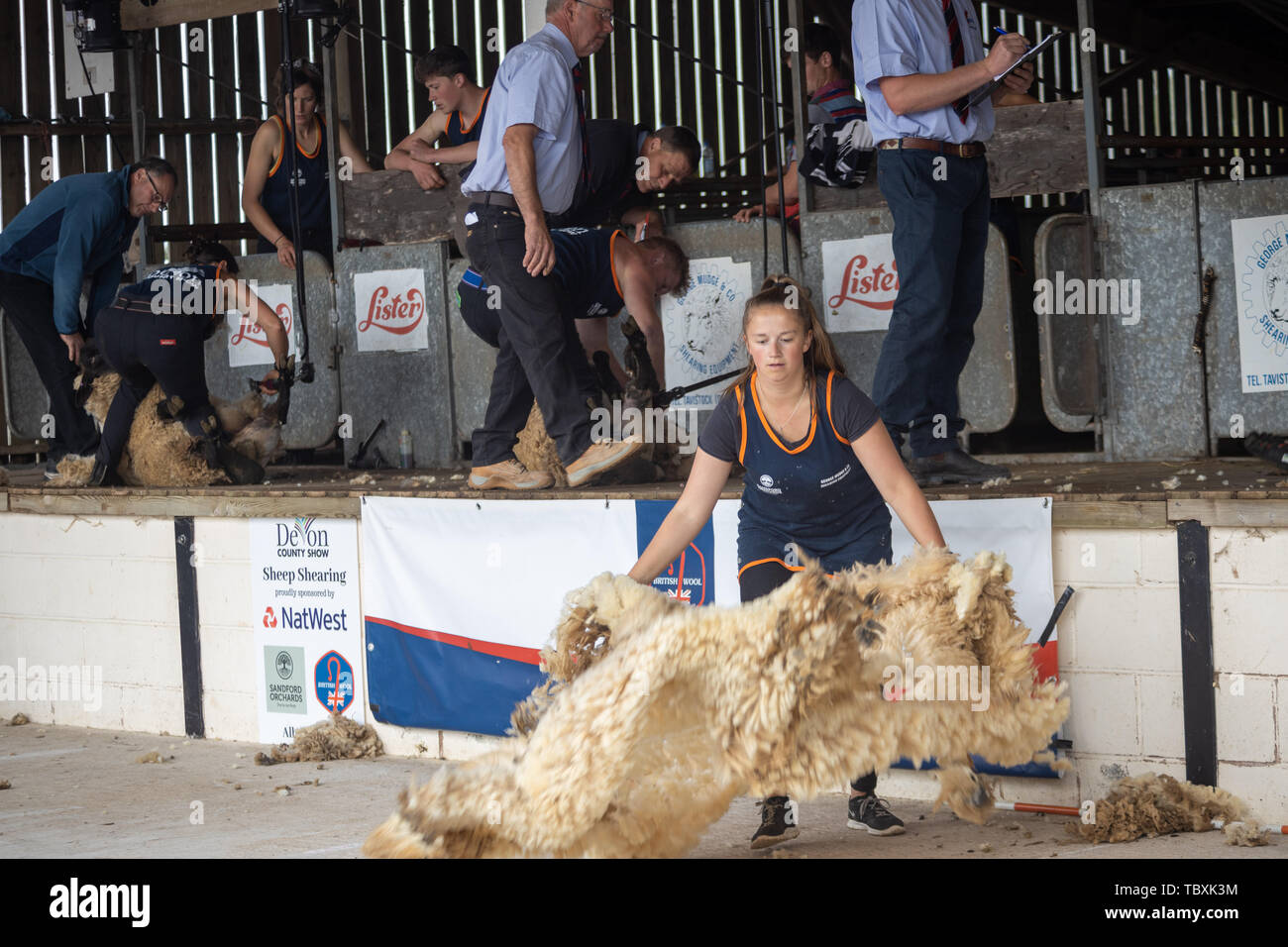 Sheep Shearing competition at the Devon County Show Stock Photo - Alamy