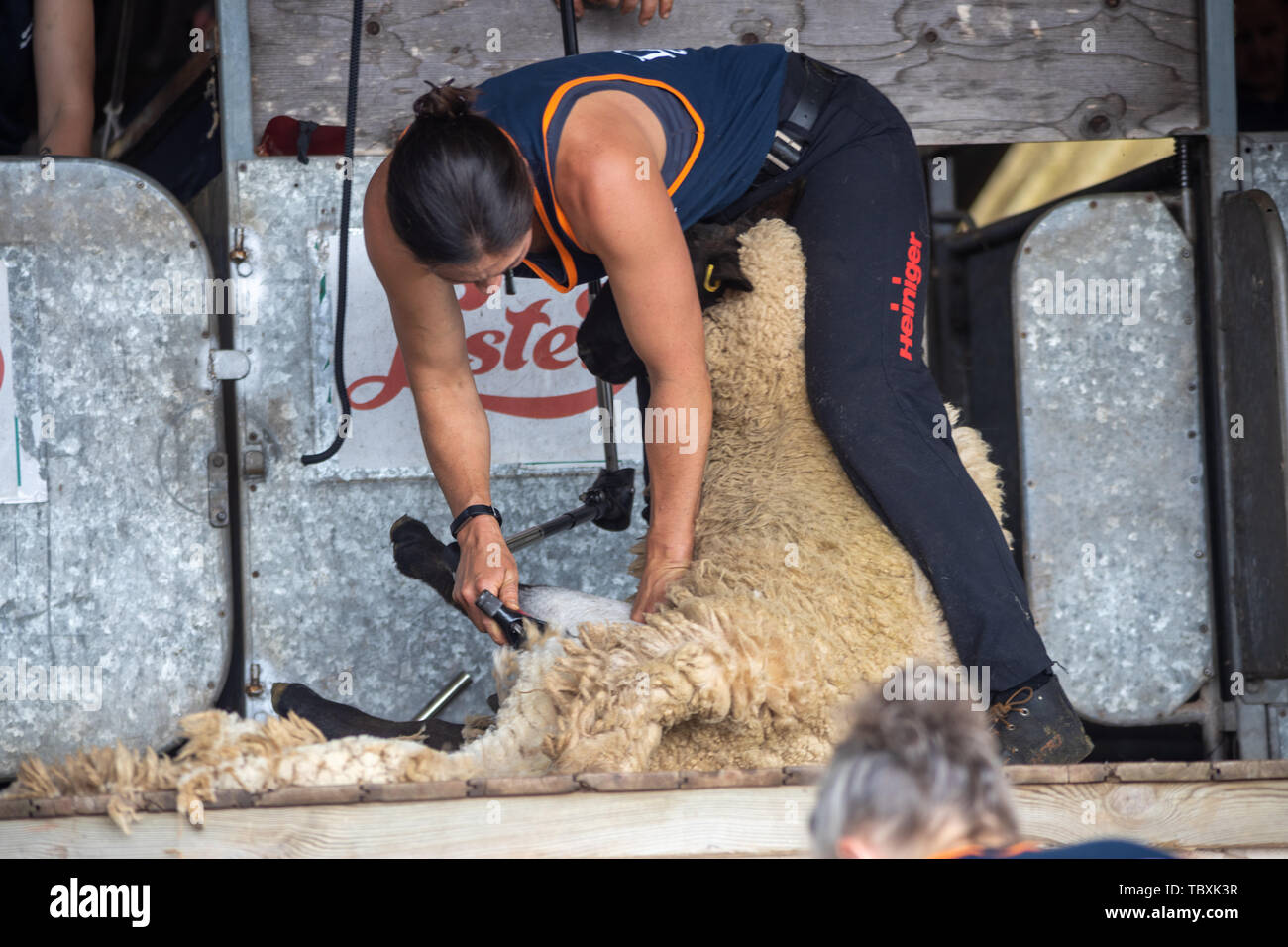Sheep Shearing competition at the Devon County Show Stock Photo - Alamy