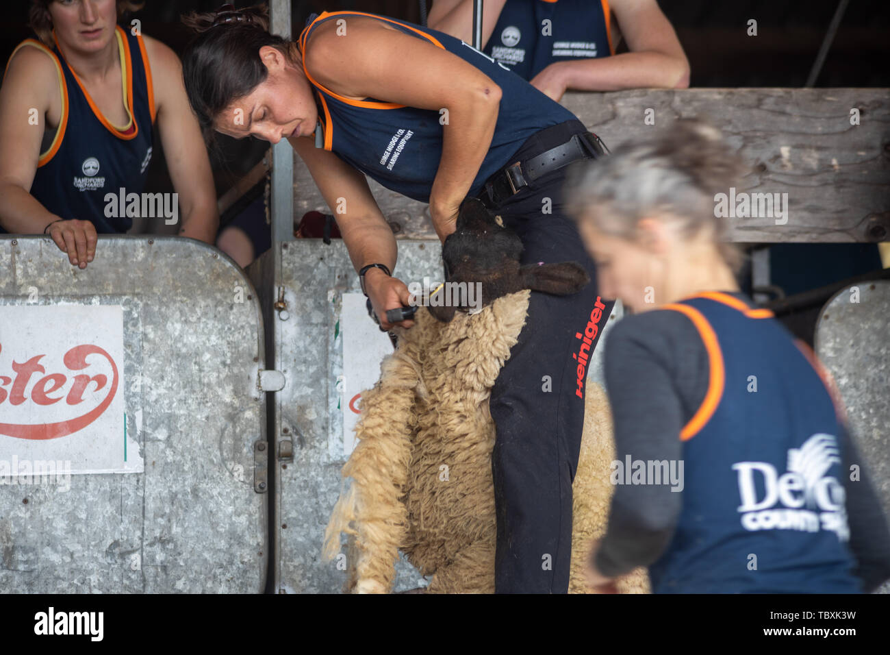 Sheep Shearing competition at the Devon County Show Stock Photo - Alamy