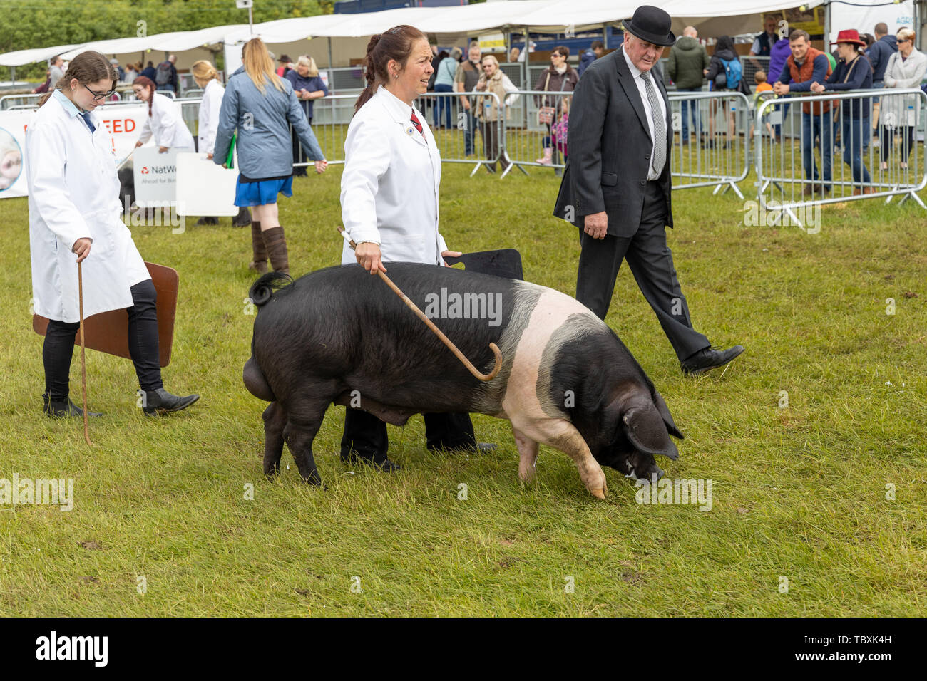 Pigs on show at the Devon County Show Stock Photo - Alamy