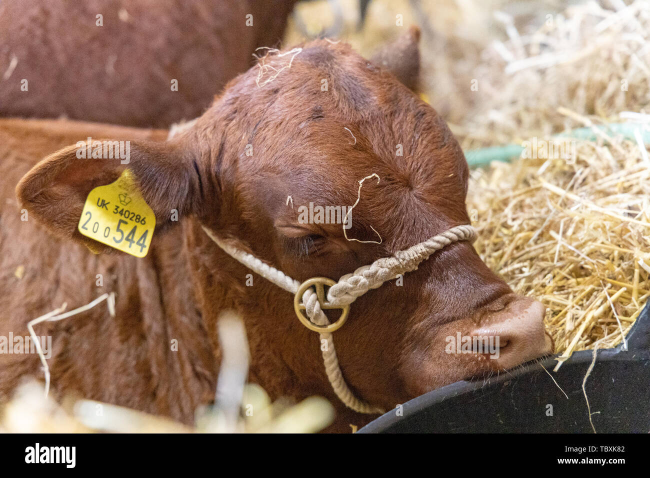 Calf Ear High Resolution Stock Photography and Images - Alamy