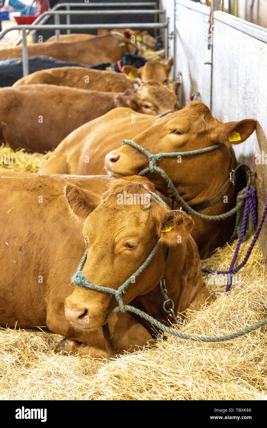 White cows lie in straw at the Devon County Show Stock Photo - Alamy