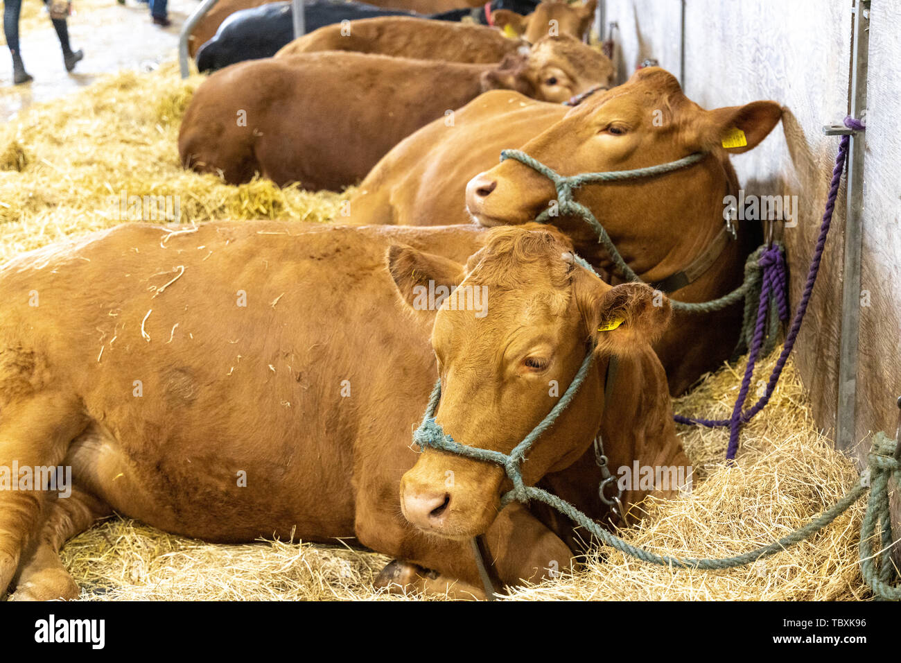 White cows lie in straw at the Devon County Show Stock Photo - Alamy