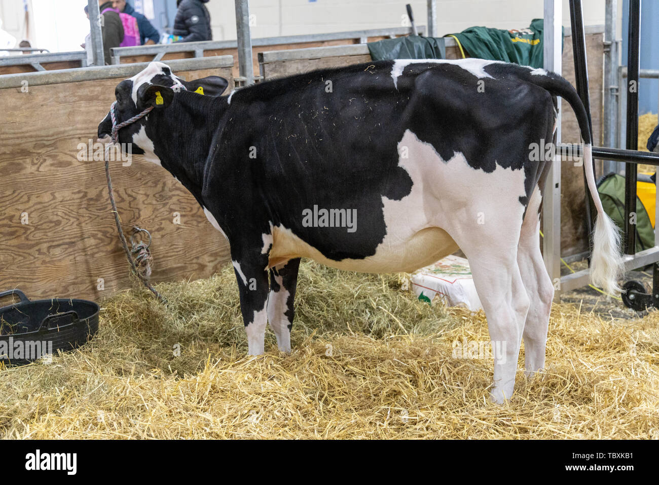 Holstein cow at the Devon County Show Stock Photo - Alamy