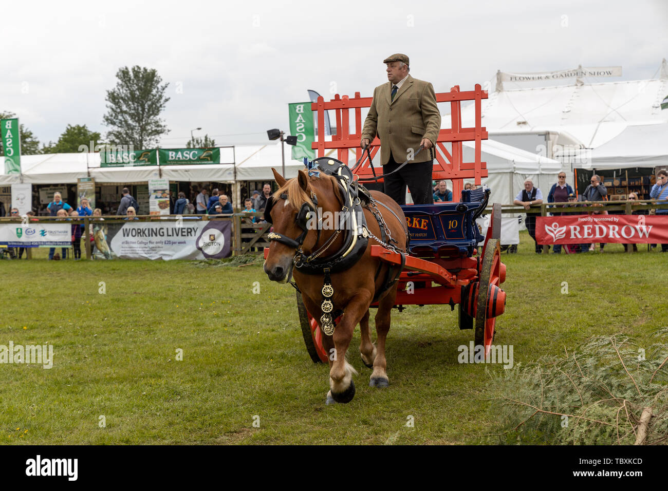 Horse and cart in the showring at the Devon County Show Stock Photo - Alamy