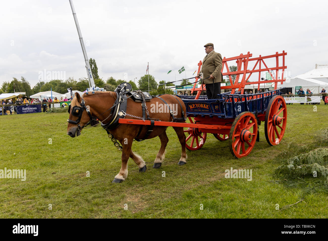 Horse and cart in the showring at the Devon County Show Stock Photo - Alamy