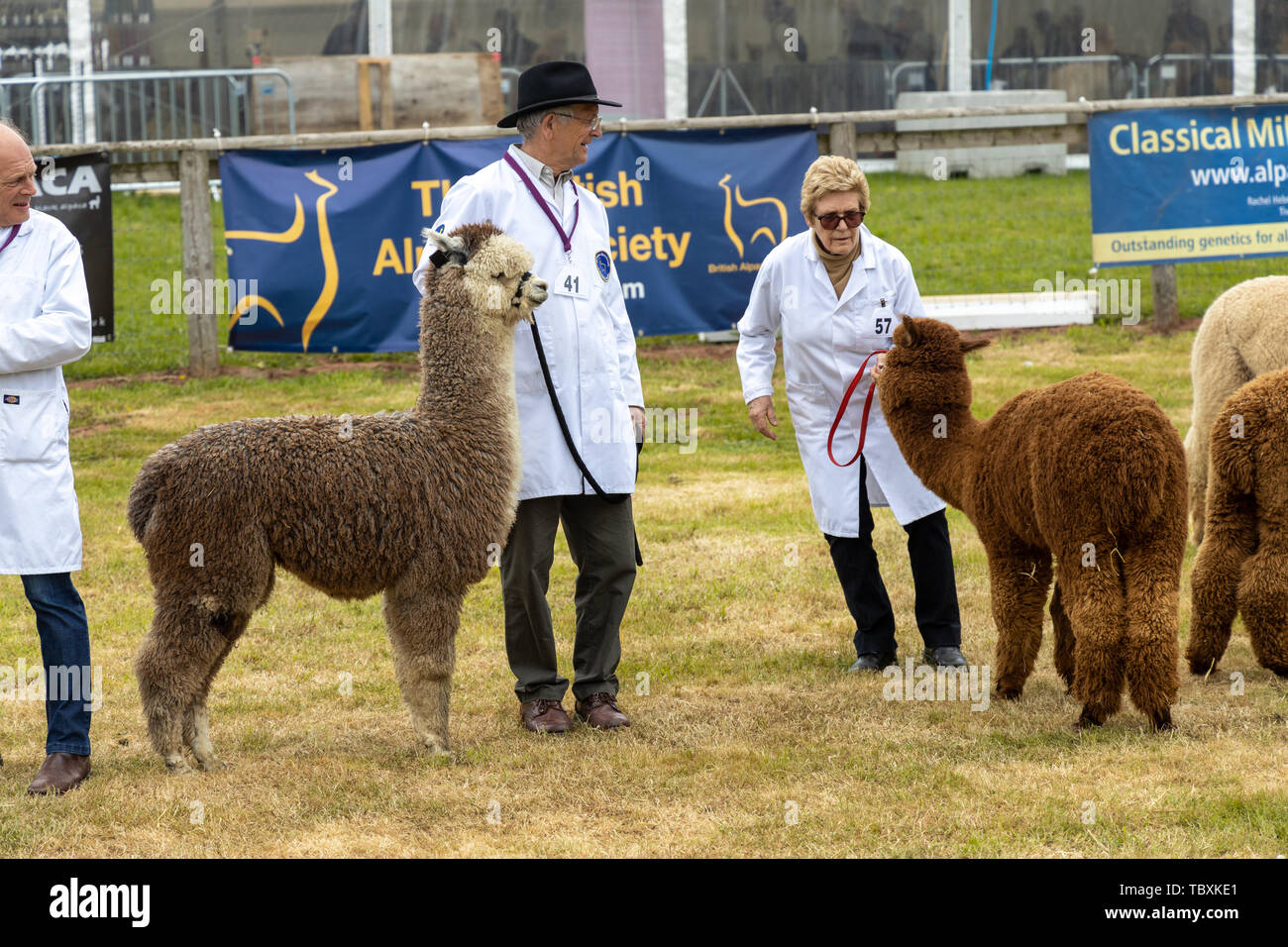 Alpacas on display hi-res stock photography and images - Alamy