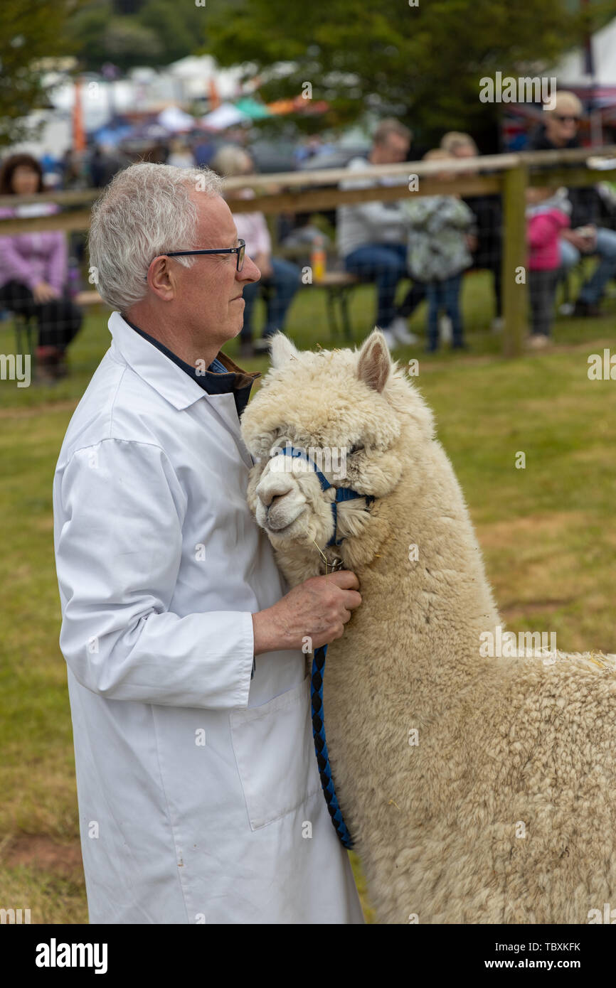 Alpacas on display in the showring at the Devon County Show Stock Photo ...