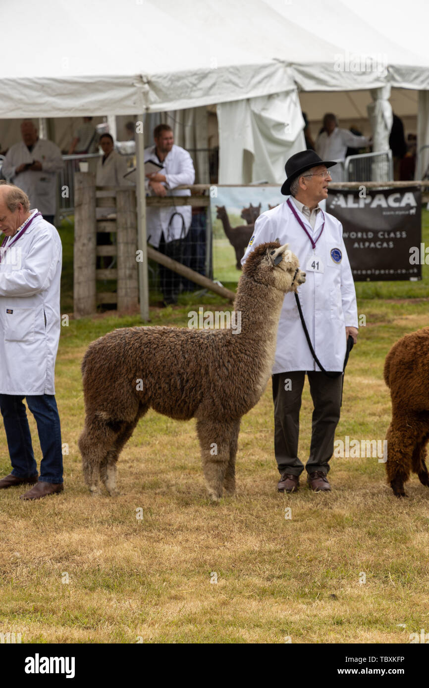 Alpacas on display in the showring at the Devon County Show Stock Photo ...