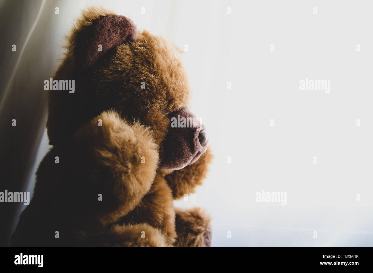lonely teddy bear looking tru the window Stock Photo - Alamy