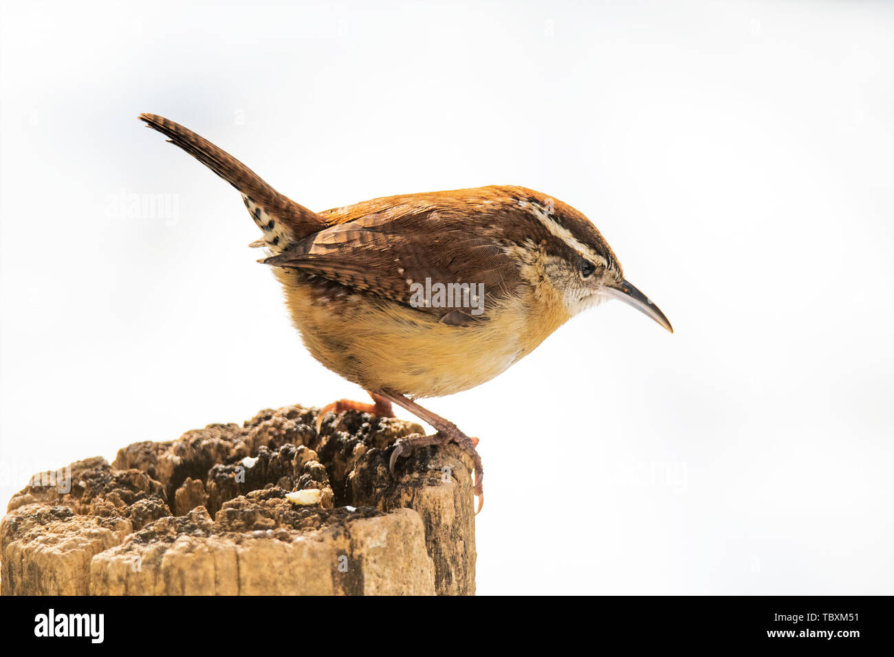 Carolina wren hi-res stock photography and images - Alamy
