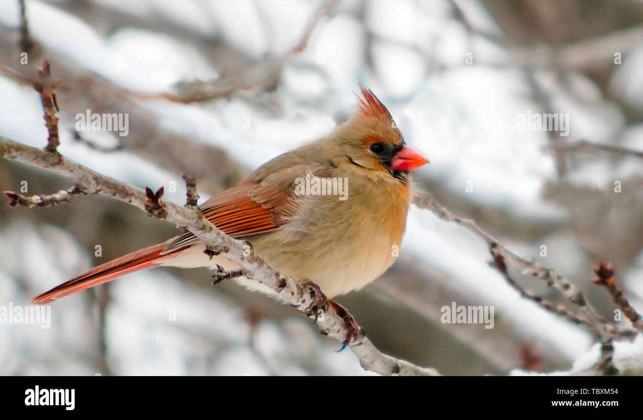 Female cardinal in the snow hi-res stock photography and images - Alamy