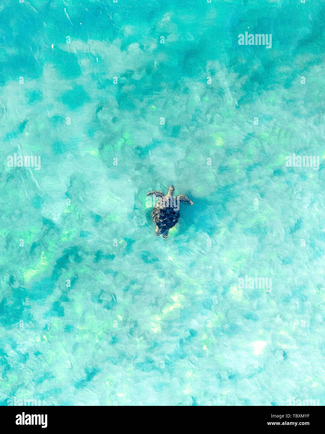 Turtle shell top view hi-res stock photography and images - Alamy