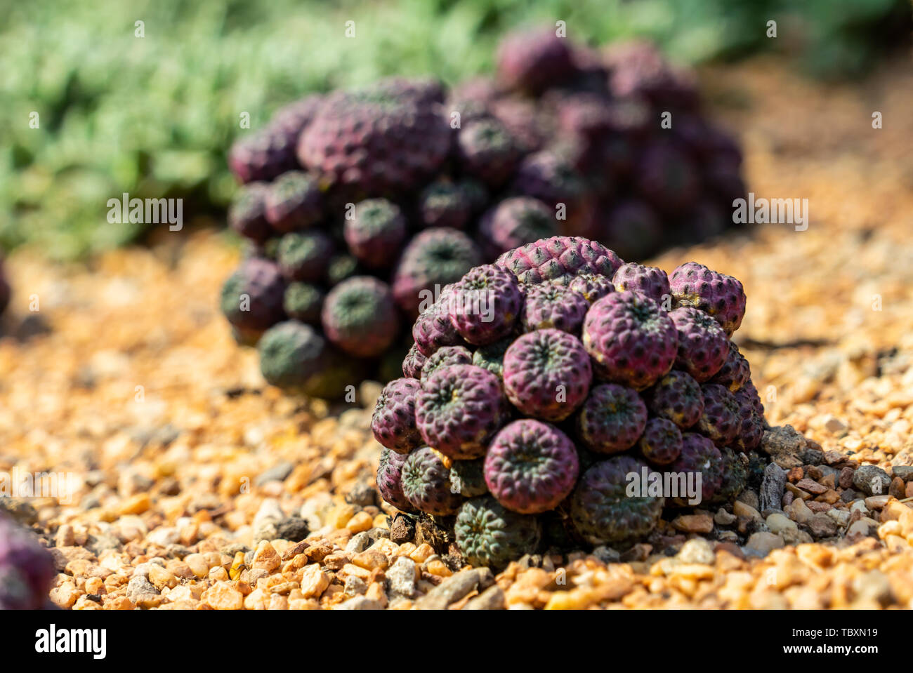 Purple cactus hi-res stock photography and images - Alamy