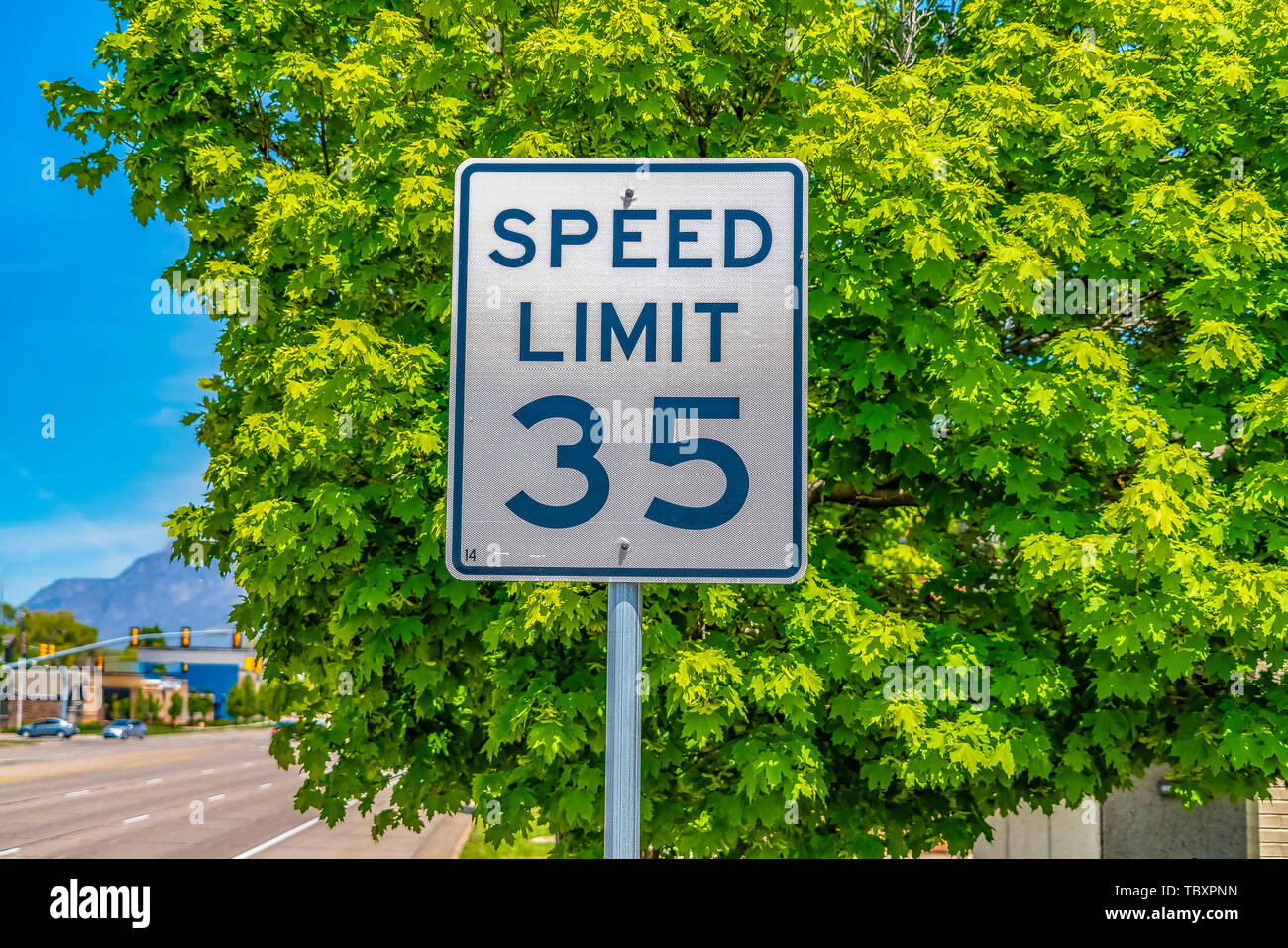 Speed Limit road sign against a tree with radiant green foliage on a ...