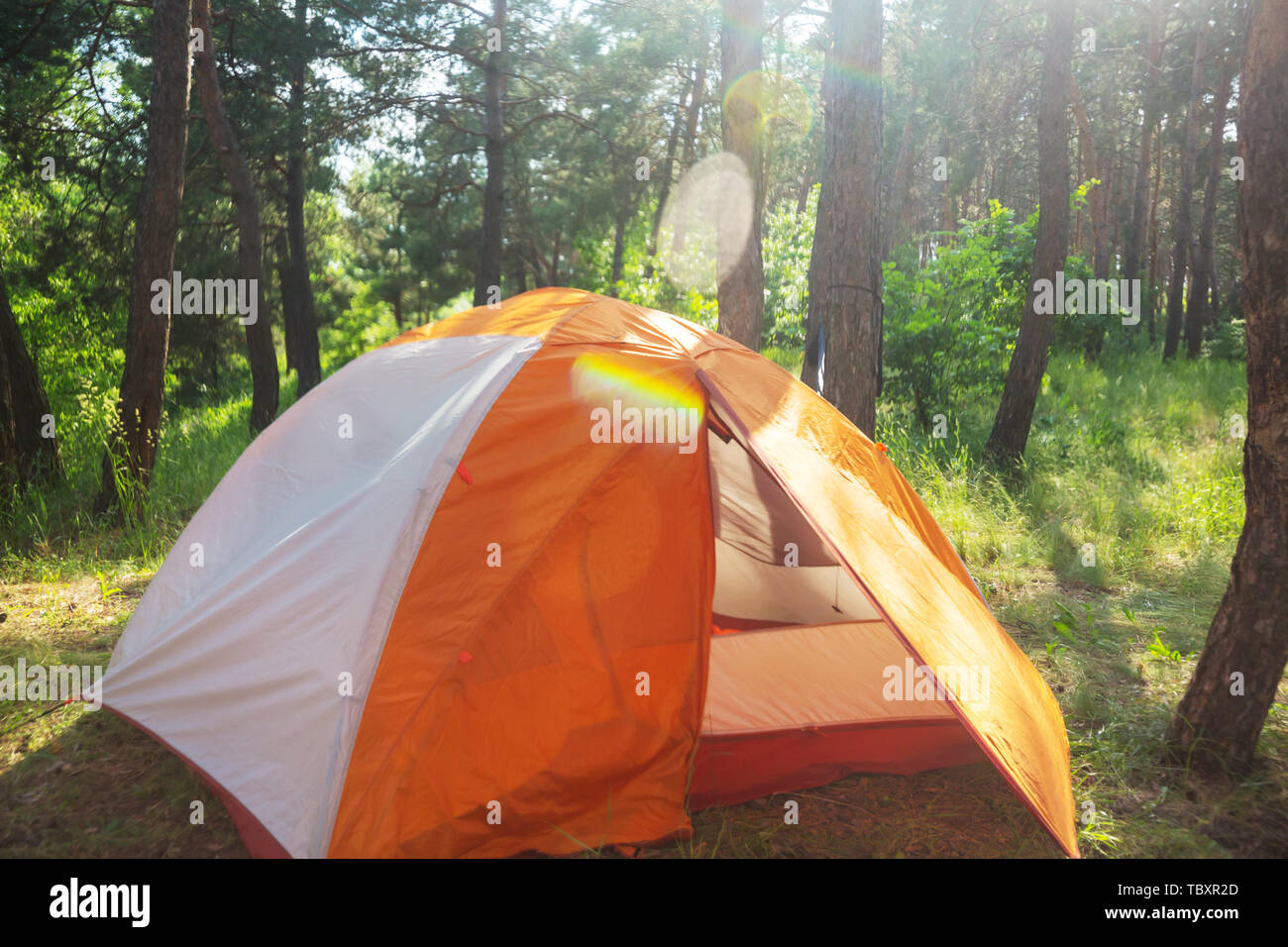 Modern tourist tent hanging between trees in green forest Stock Photo ...