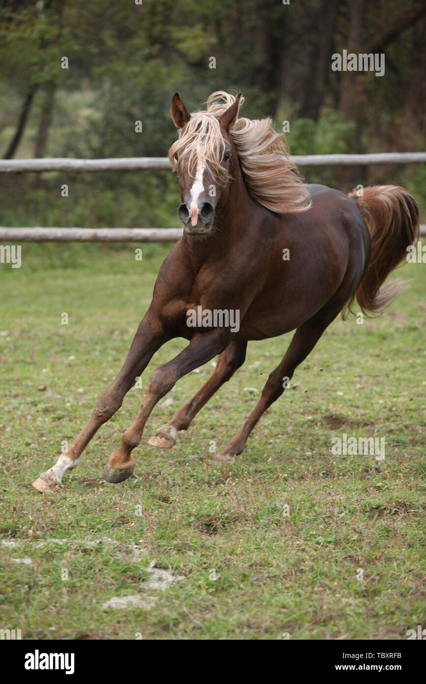 Gorgeous arabian stallion with long flying mane running on pasturage in ...