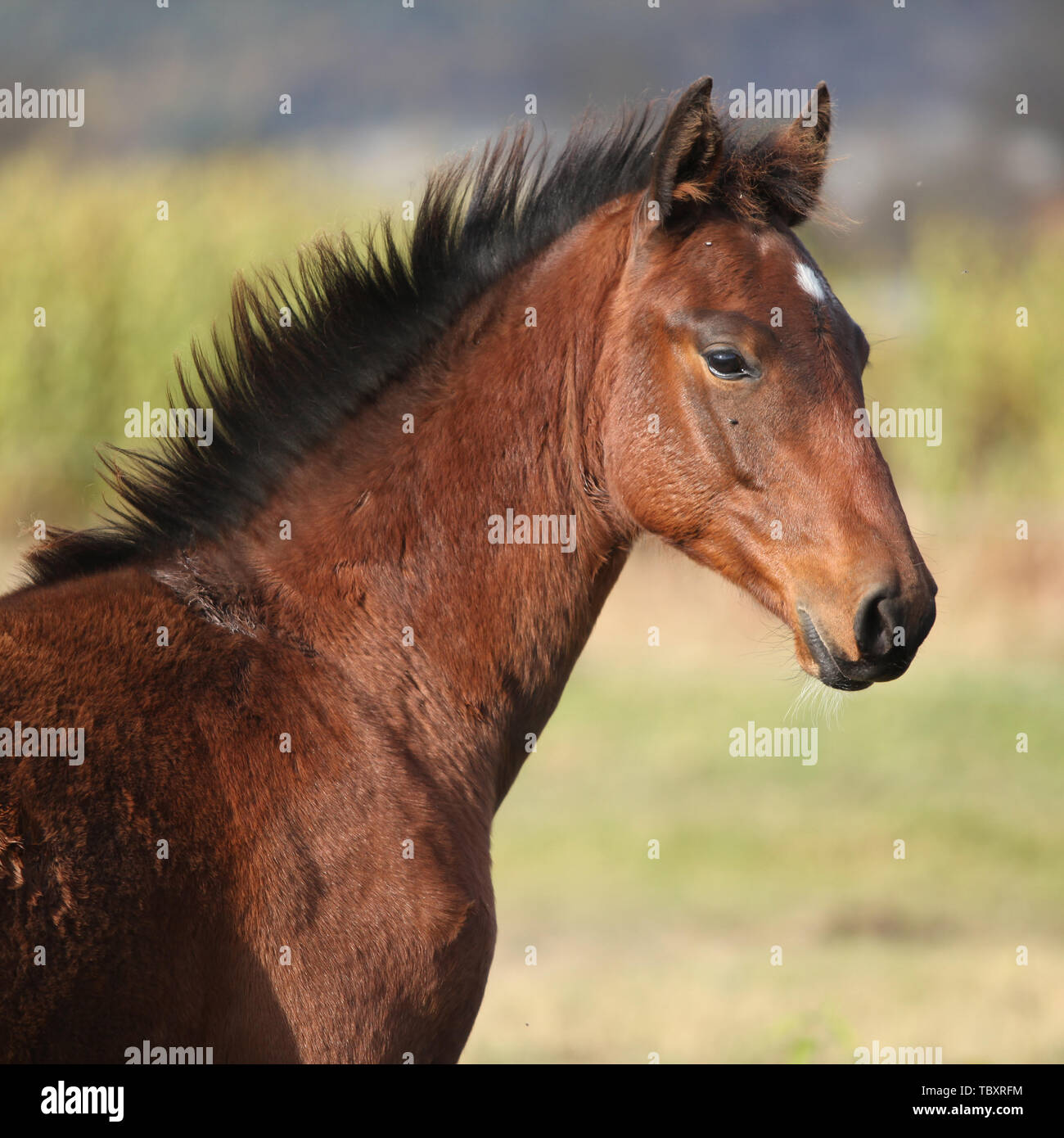 Kabardin horse hi-res stock photography and images - Alamy