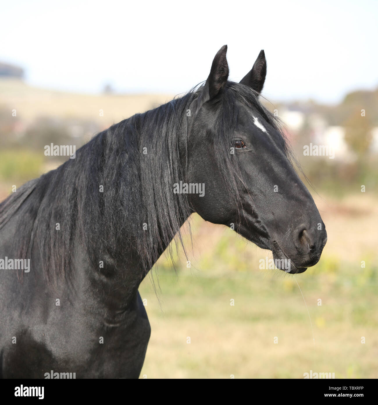 Kabardin horse hi-res stock photography and images - Alamy