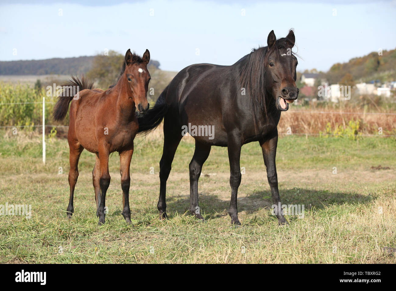 Kabardin horse hi-res stock photography and images - Alamy
