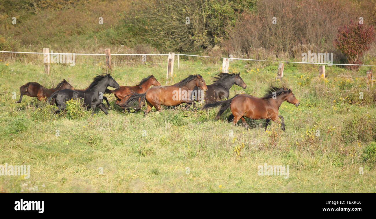 Kabardin horses hi-res stock photography and images - Alamy