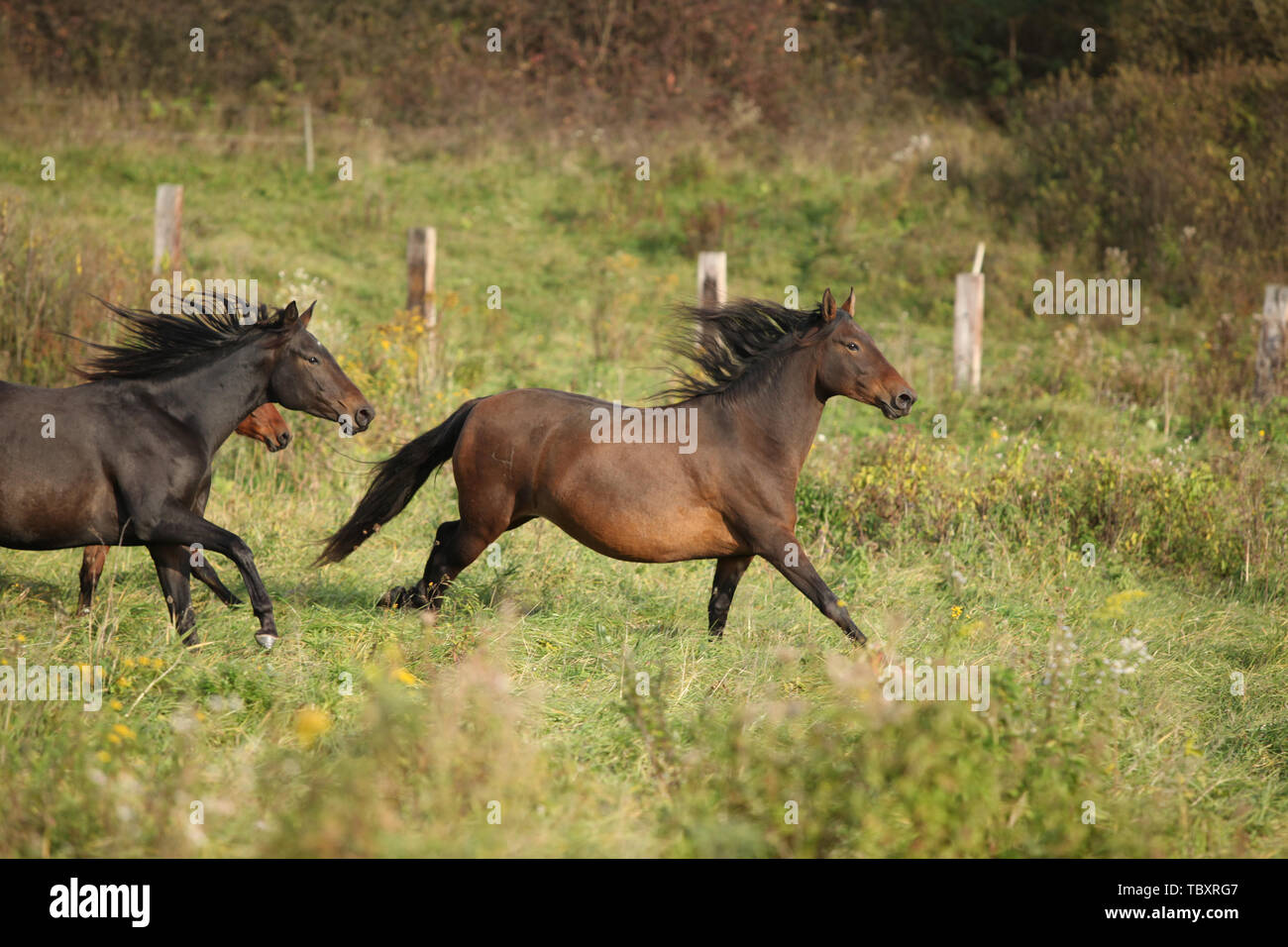Batch of kabardin horses running together in autumn Stock Photo - Alamy