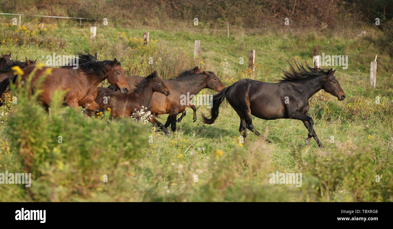 Batch of kabardin horses running together in autumn Stock Photo - Alamy