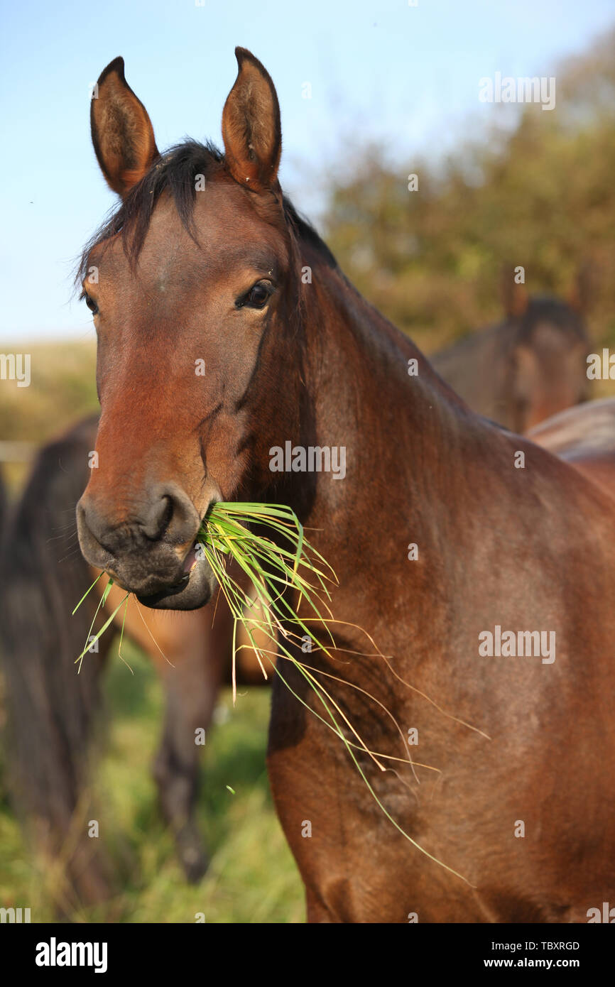 Kabardin horse hi-res stock photography and images - Alamy