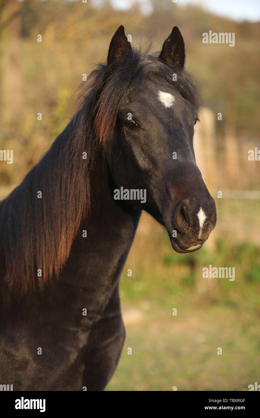 Kabardin horse hi-res stock photography and images - Alamy