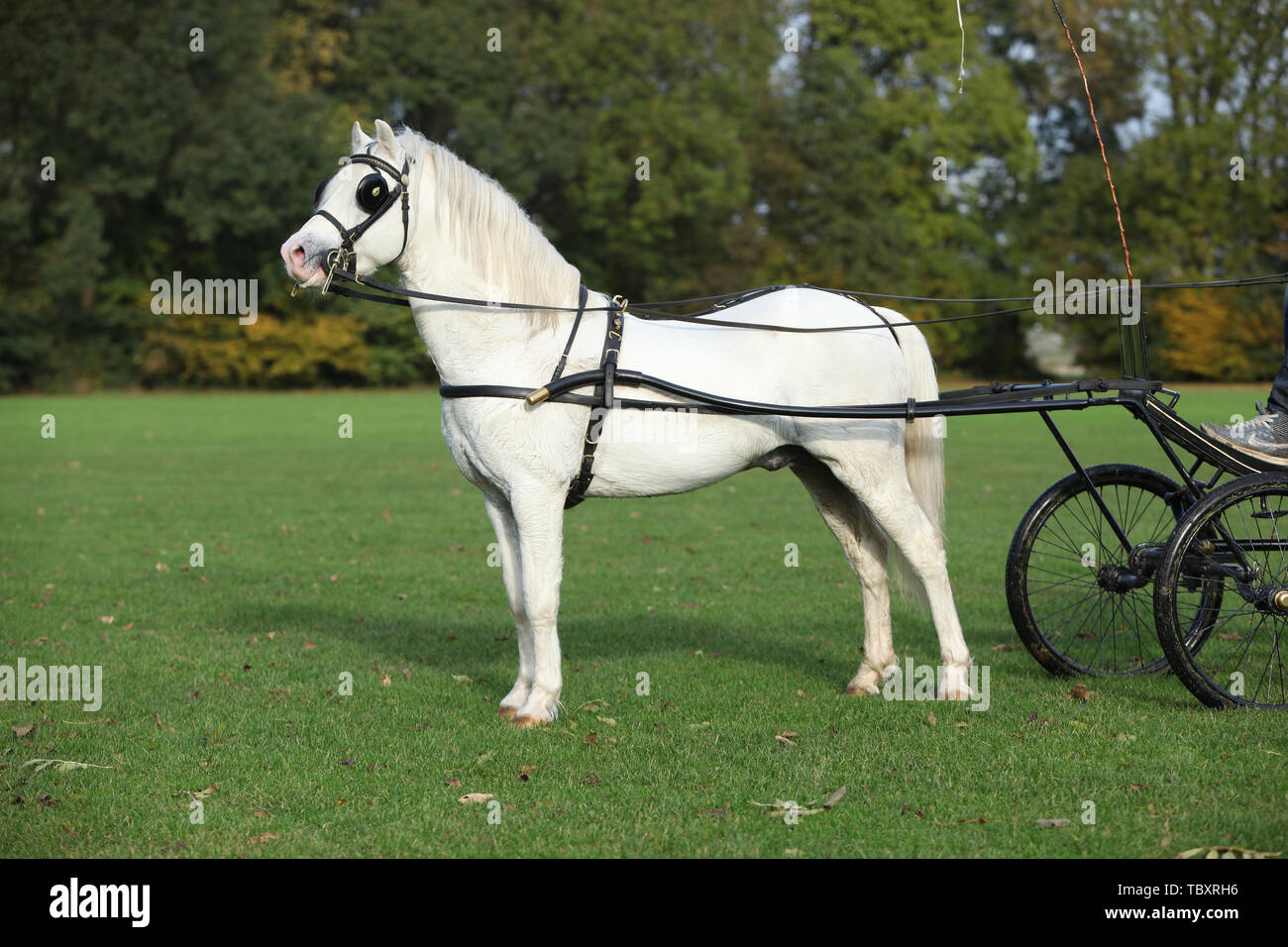 White welsh mountain pony stallion standing in nature Stock Photo - Alamy