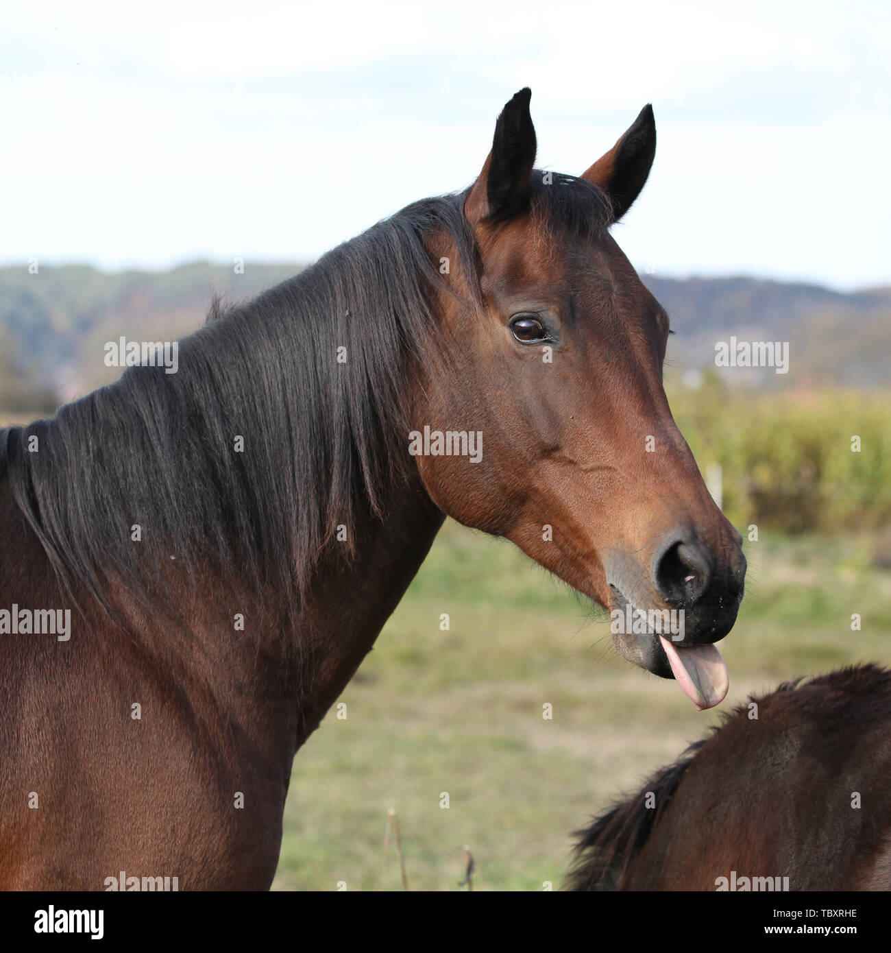 Kabardin horse hi-res stock photography and images - Alamy