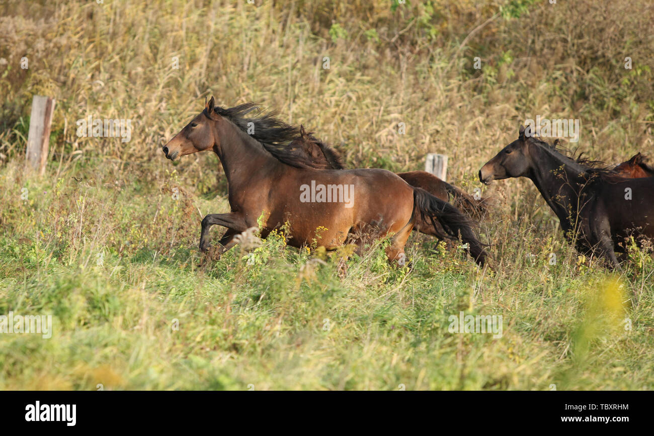 Kabardin horses hi-res stock photography and images - Alamy