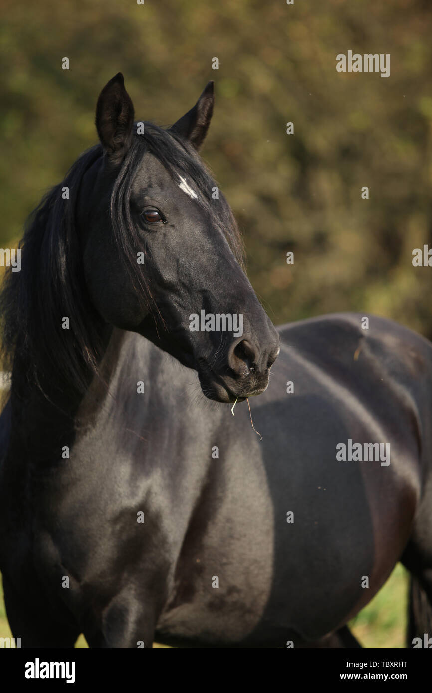 Kabardin horse hi-res stock photography and images - Alamy