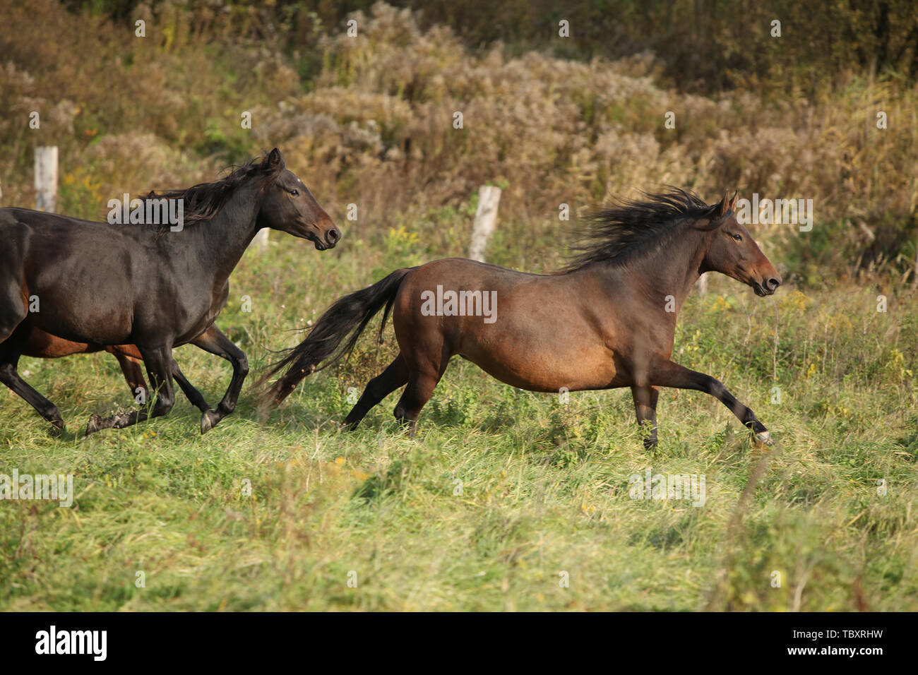 Kabardin horses hi-res stock photography and images - Alamy